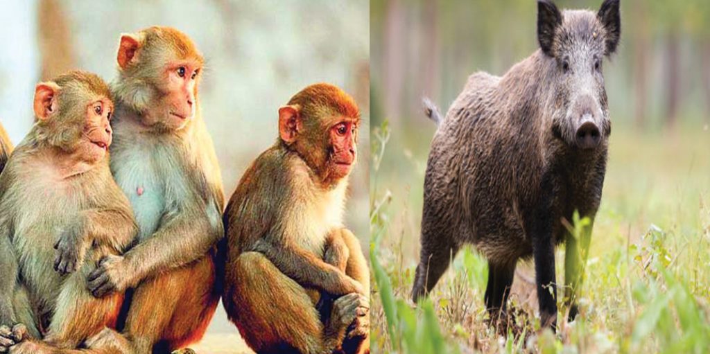 किसानलाई बाँदर र बँदेल मार्न कानुनी अनुमति – VET TIMES